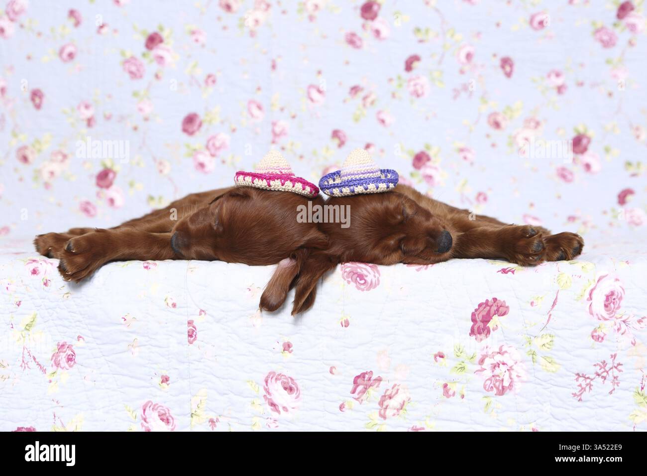 Irish Red Setter Puppies Stock Photo - Alamy