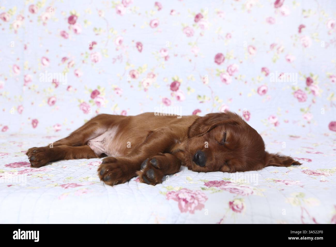 Irish Red Setter Puppy Stock Photo - Alamy
