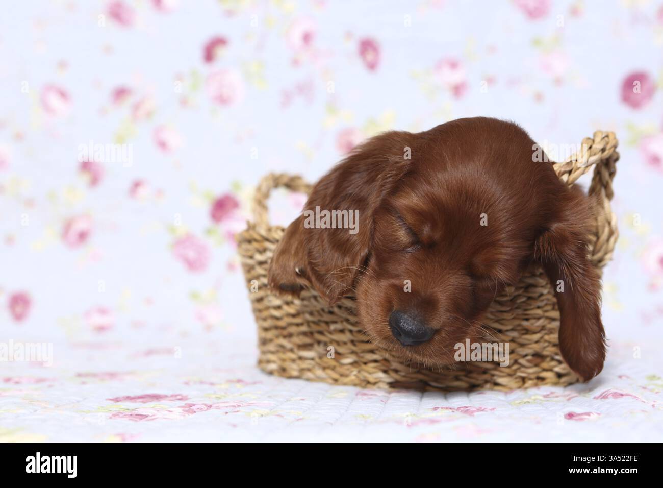 Irish Red Setter Puppy Stock Photo - Alamy