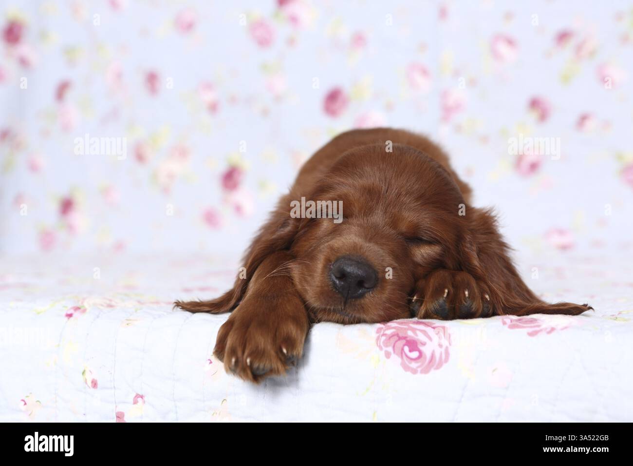 Irish Red Setter Puppy Stock Photo - Alamy