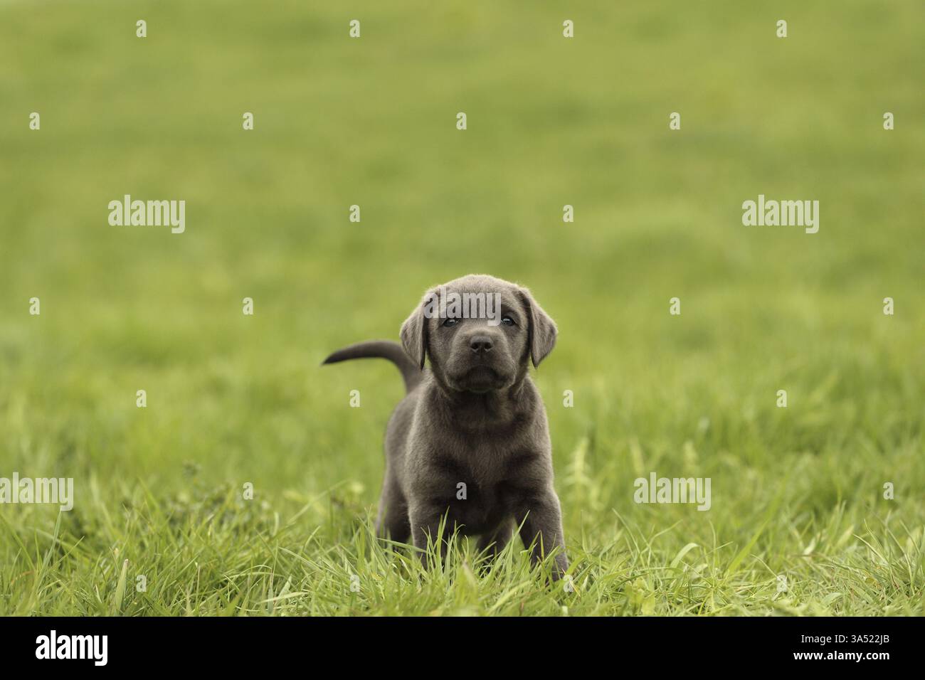Labrador Retriever Puppy Stock Photo - Alamy