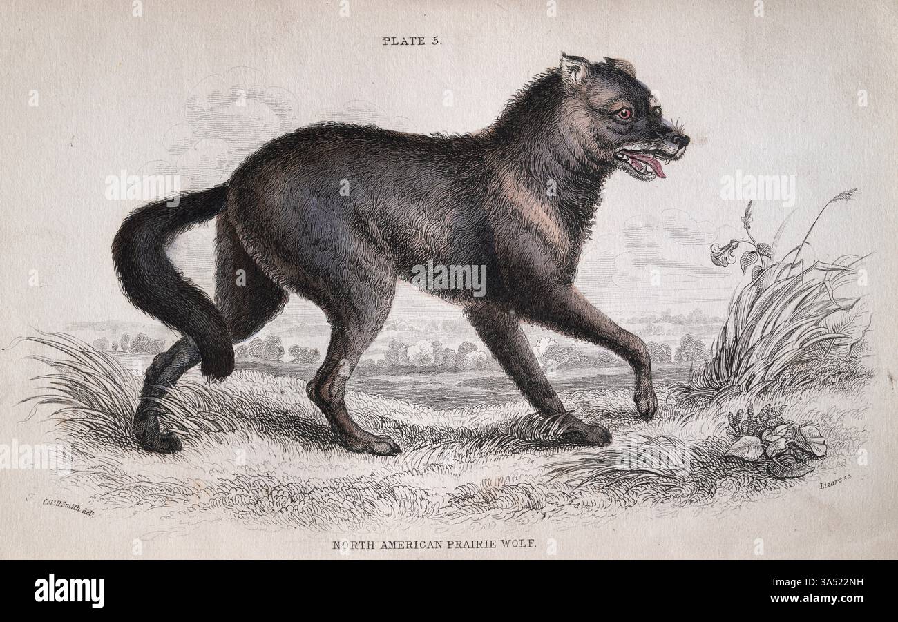 Vintage illustration north american prairie wolf Stock Photo - Alamy