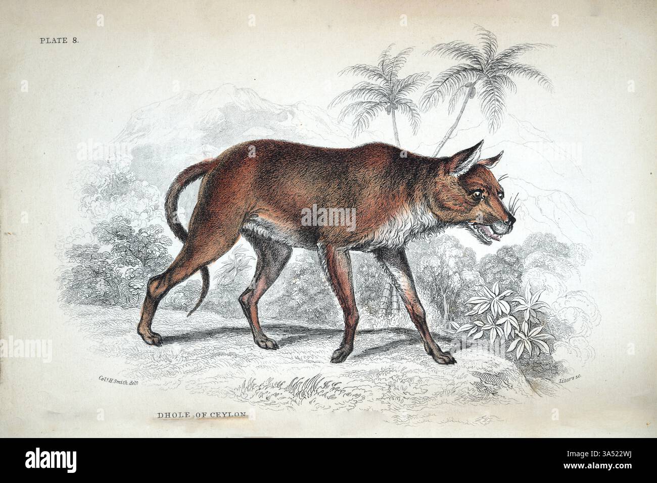Sri Lankan dhole, Cuon alpinus psudeoalpinus, also known as the Sri Lankan red dog, Canidae ...