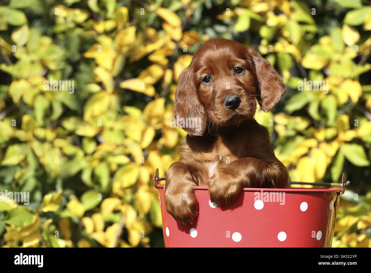 Irish Red Setter Puppy Stock Photo - Alamy
