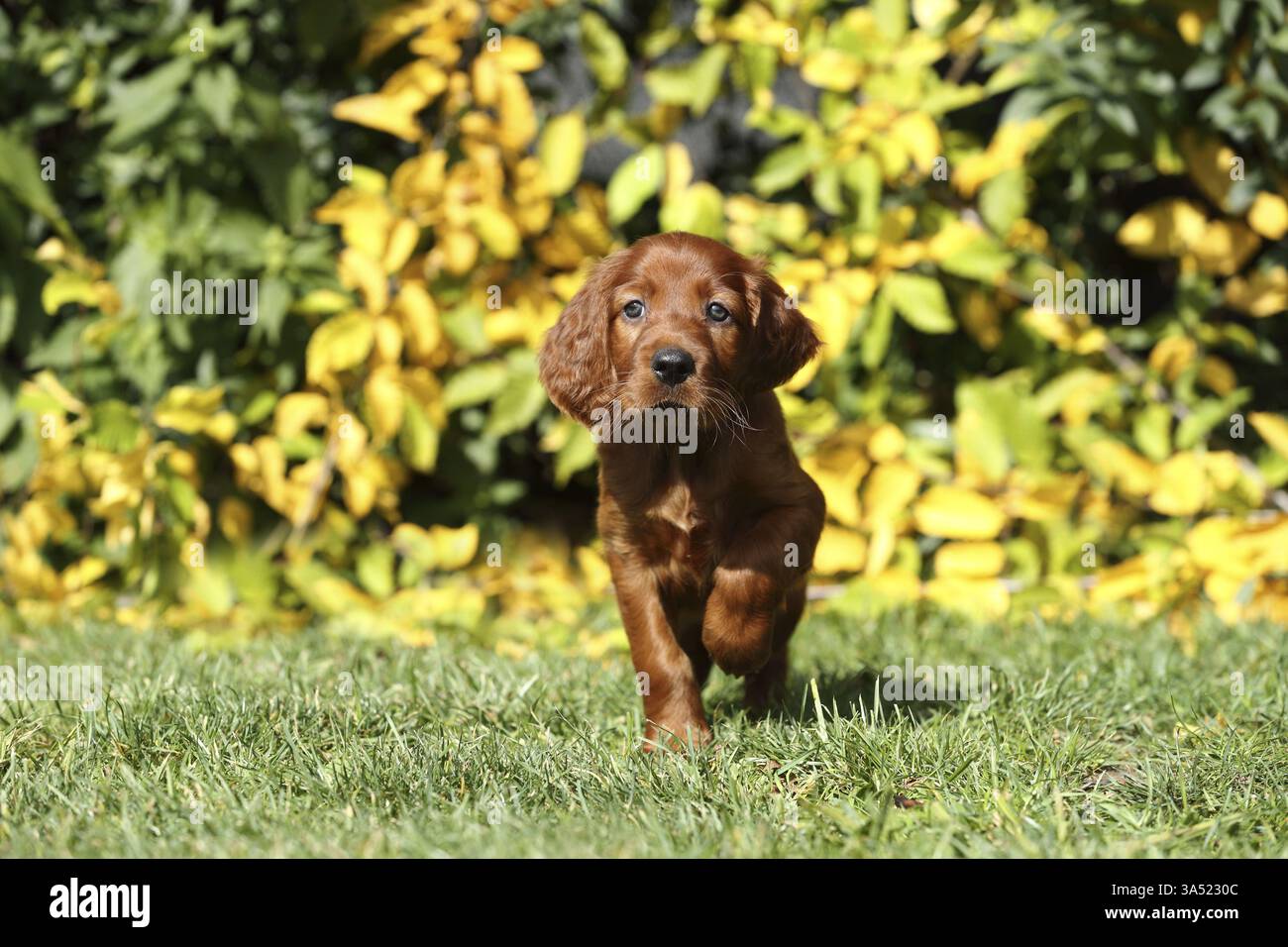 Irish Red Setter Puppy Stock Photo - Alamy