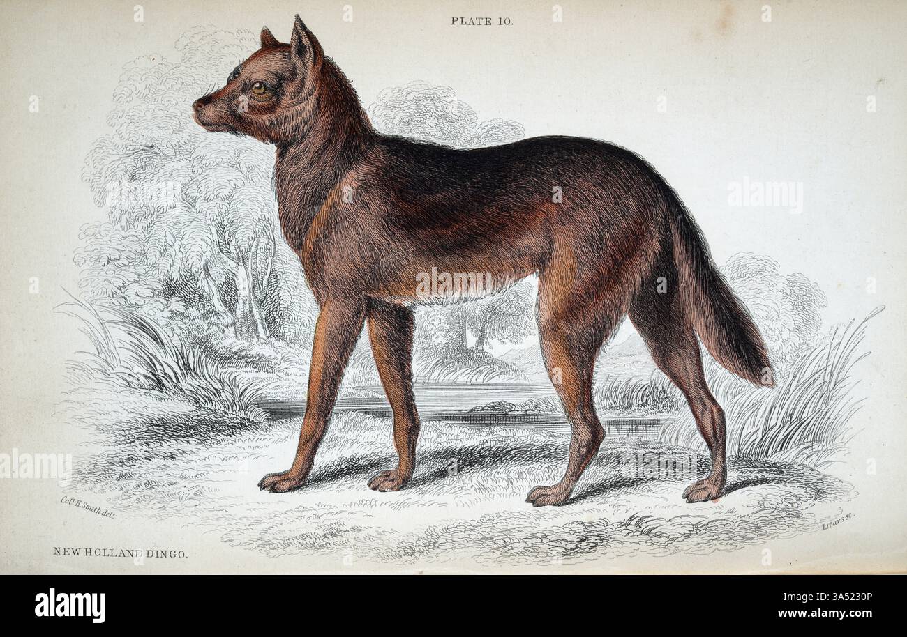 New Holland Dingo, Wild Dog, Animals, Wildilfe, Vintage wildlife print ...