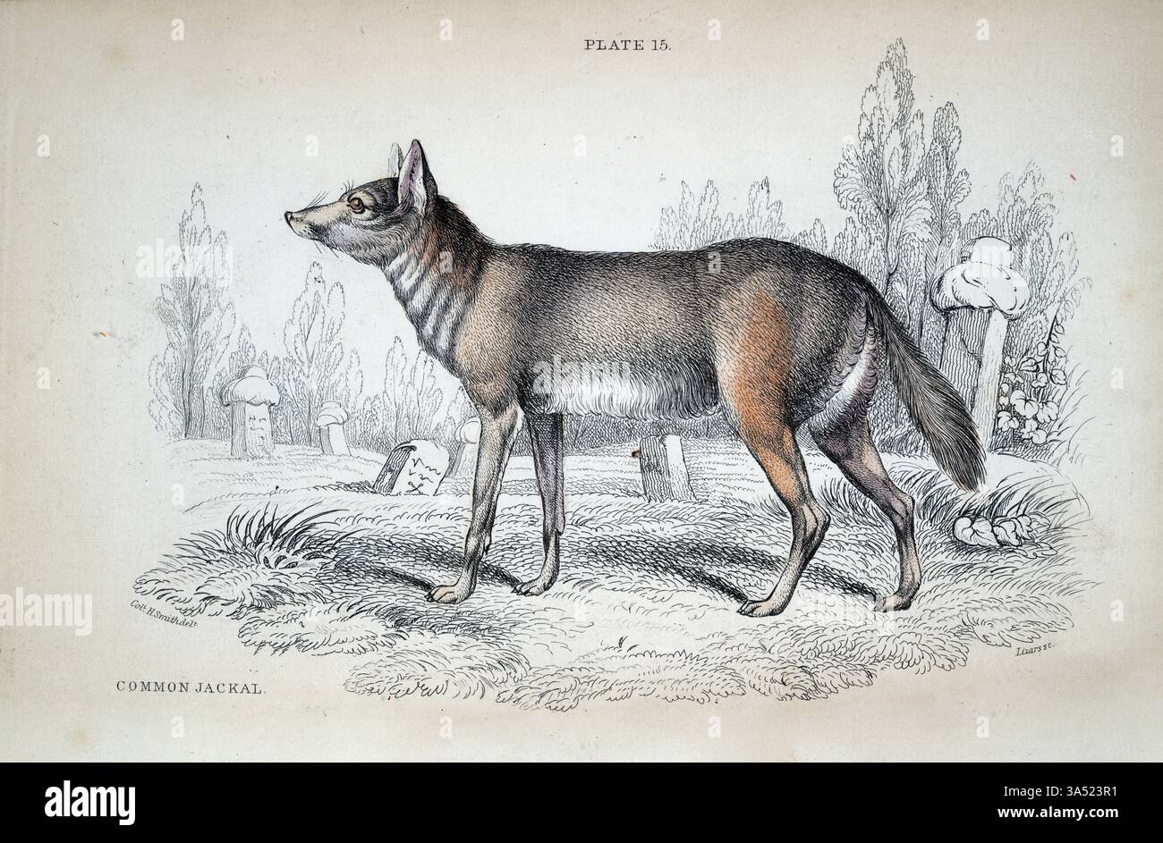 Golden jackal (Canis aureus), also called the common jackal, canine, Wildlife, art print ...