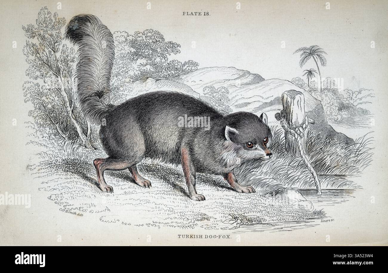 Turkish dog fox, canine, Wildlife, art print, Vintage illustration ...