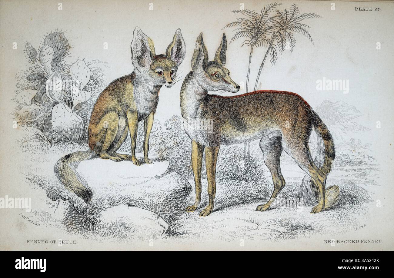 Fennoc fox of Bruce, Red Backed Fennec, canine, Wildlife, art print ...