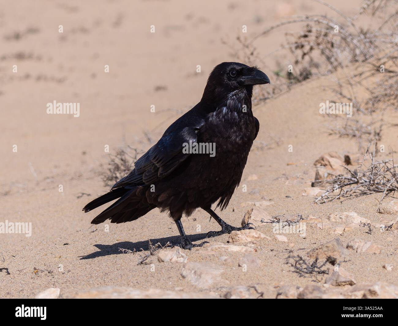 A side view of a common raven or northern raven, Corvus corax Stock ...