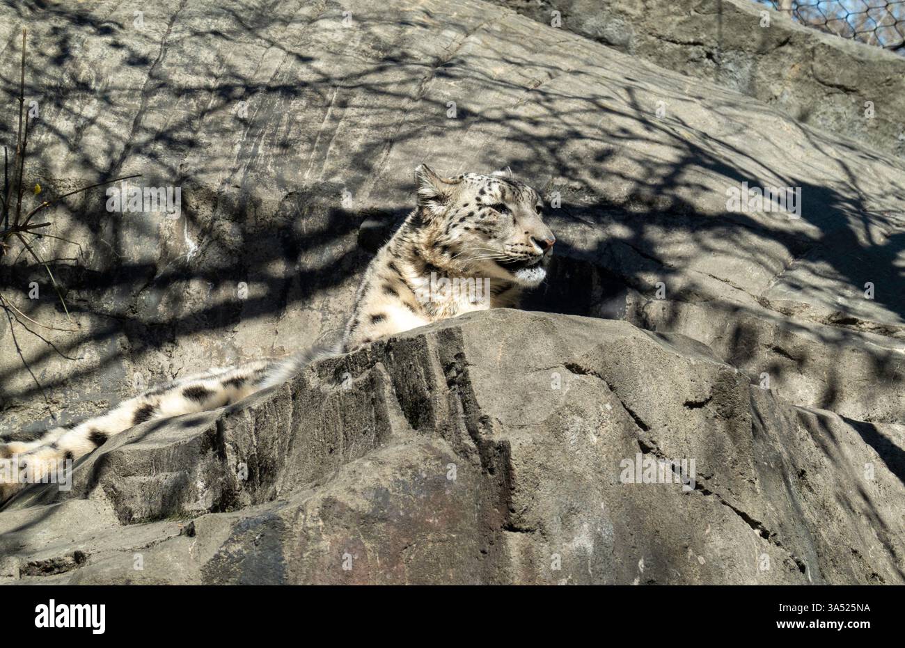 The snow leopard is a beautiful big cat in the Central Park Zoo, New ...