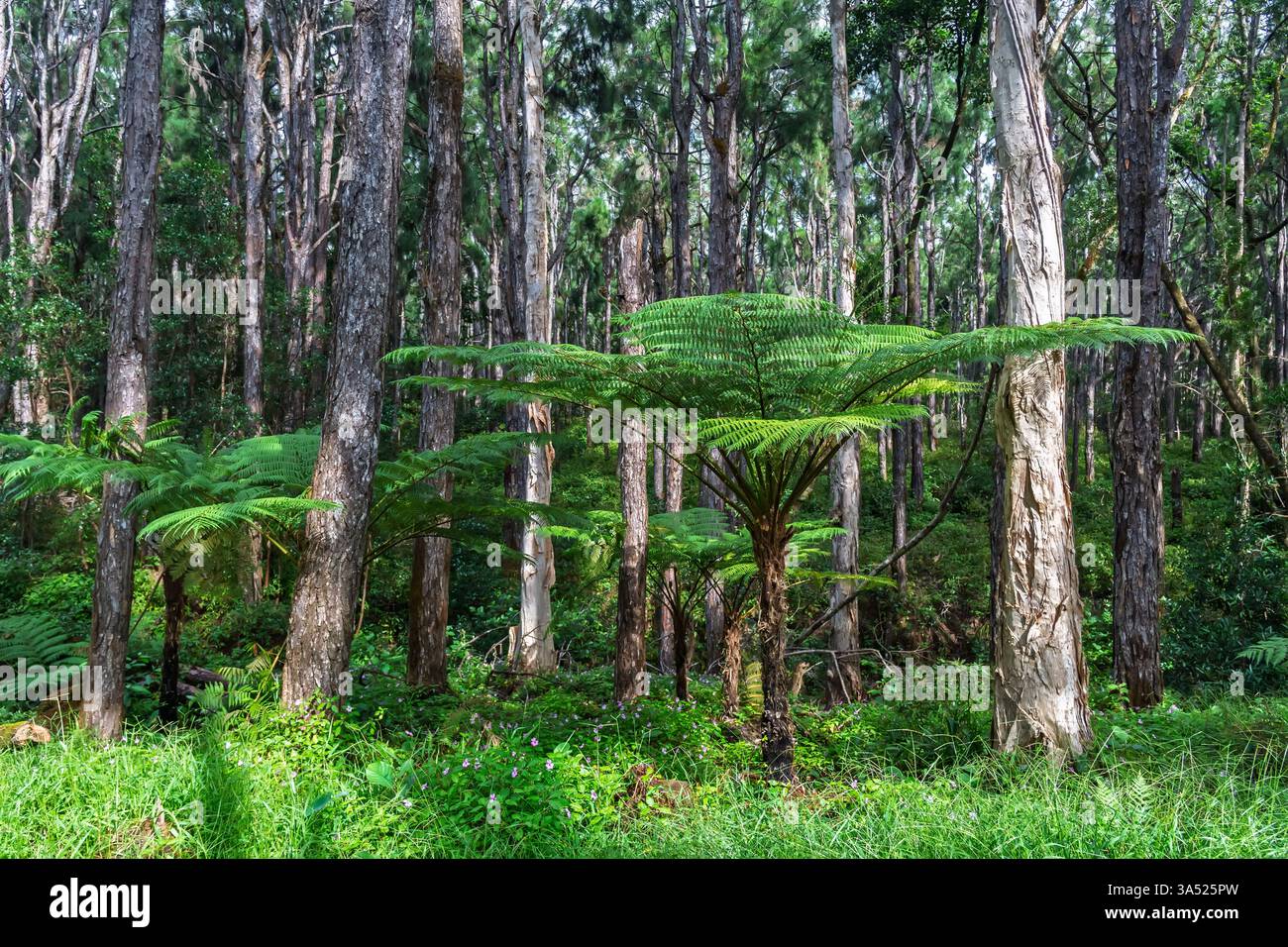 Majestic tree fern in Australian primeval eucalyptus forest.Prehistoric ...