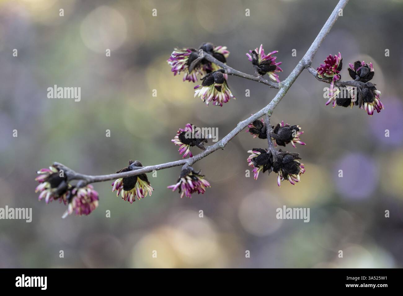 Ironwood trees hi-res stock photography and images - Alamy