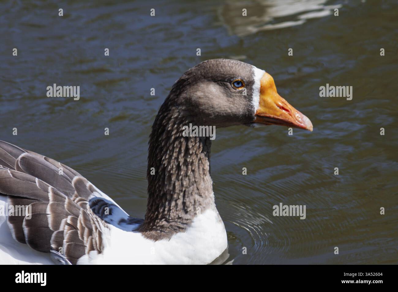Grey goose (Anser anser) with blue eyes, Brittany, France, Europe Stock ...