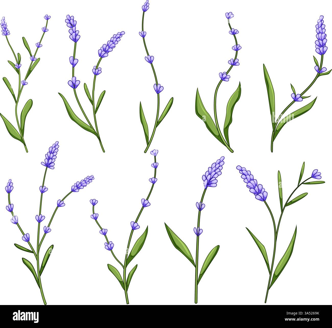 lavender set cartoon vector illustration Stock Vector Image & Art - Alamy