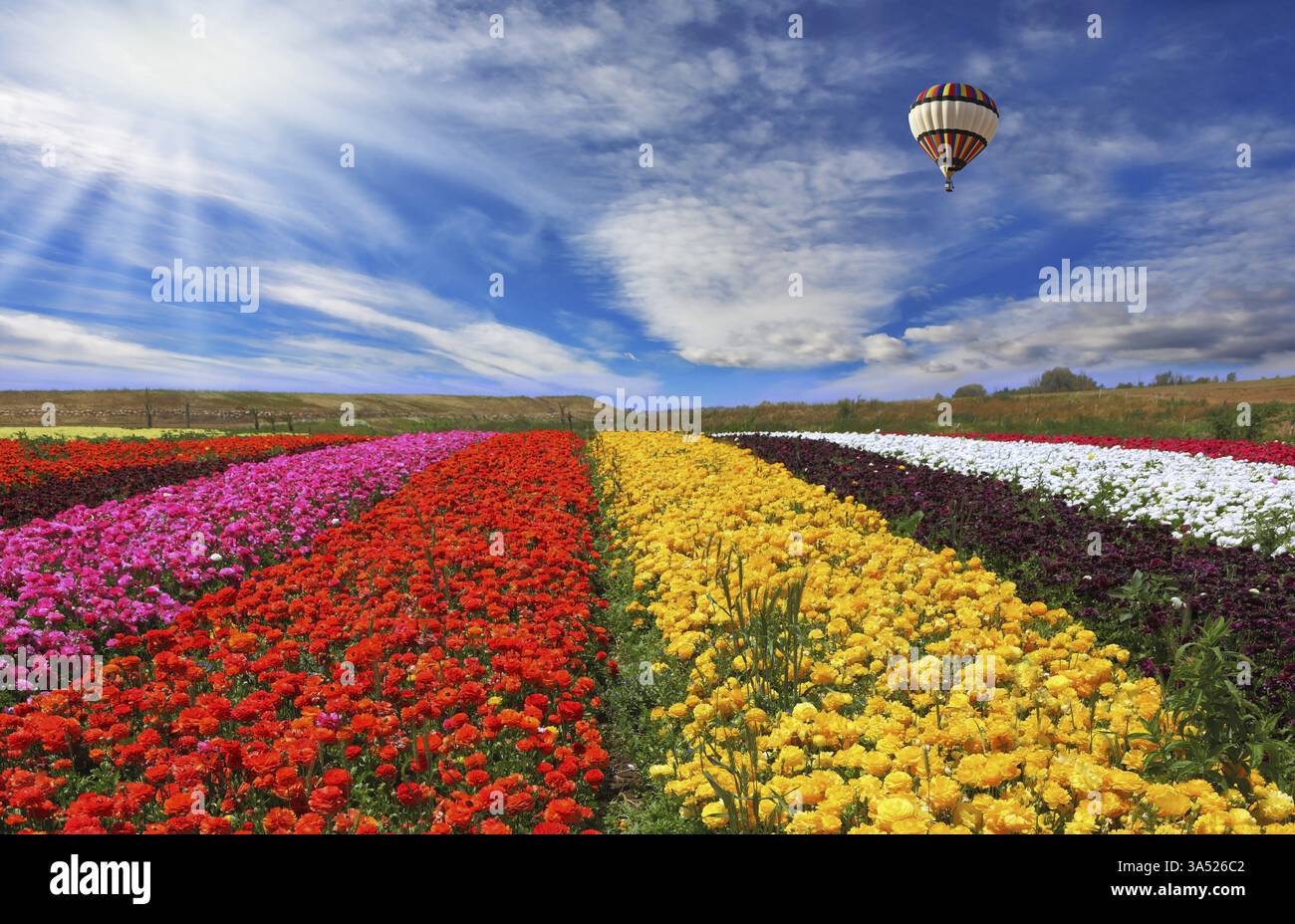 Elegant multi-color rural fields with flowers. Over kibbutz field the ...