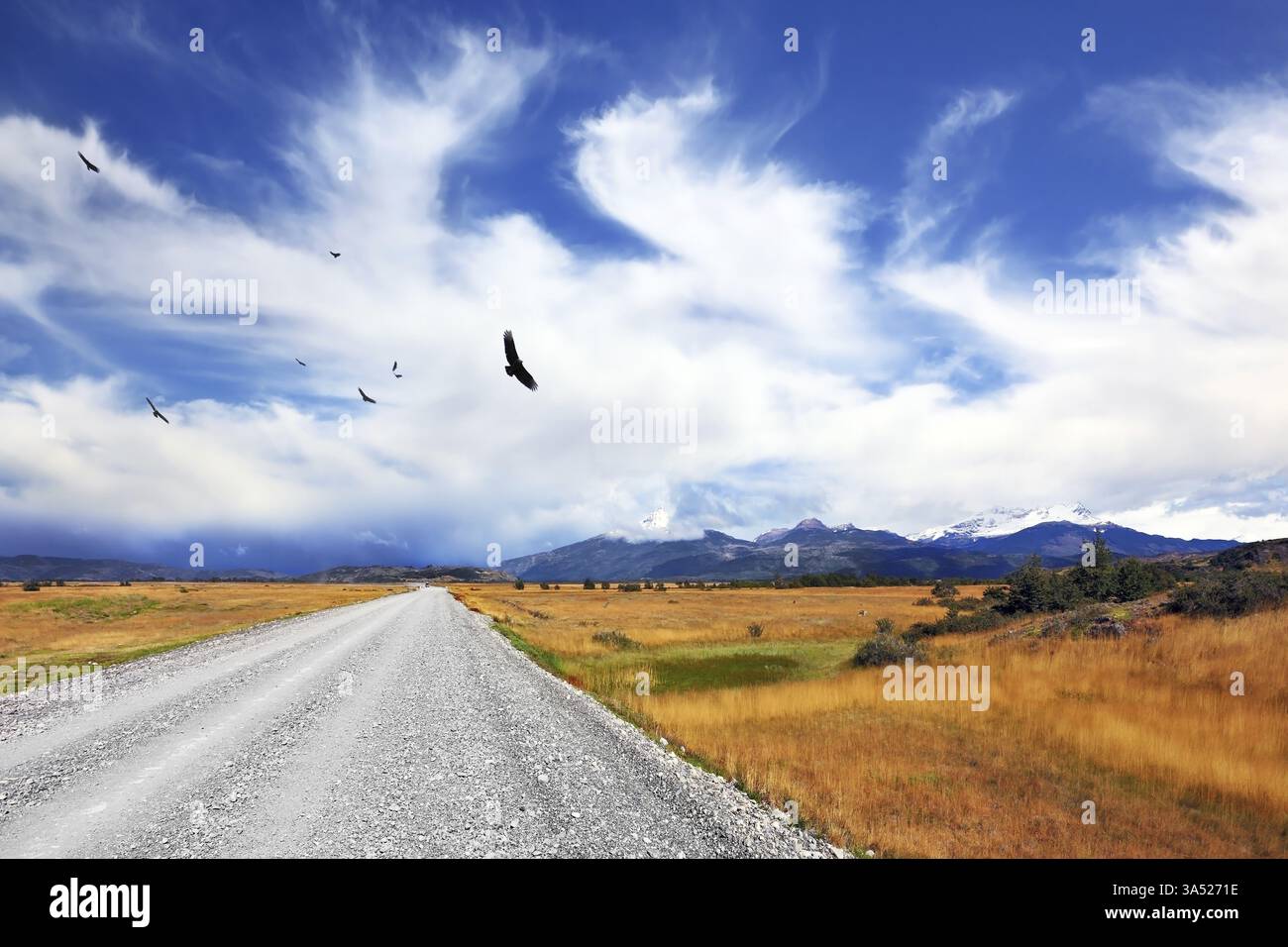 Above the dirt road on the pampa Andean condor soars. A strong wind ...