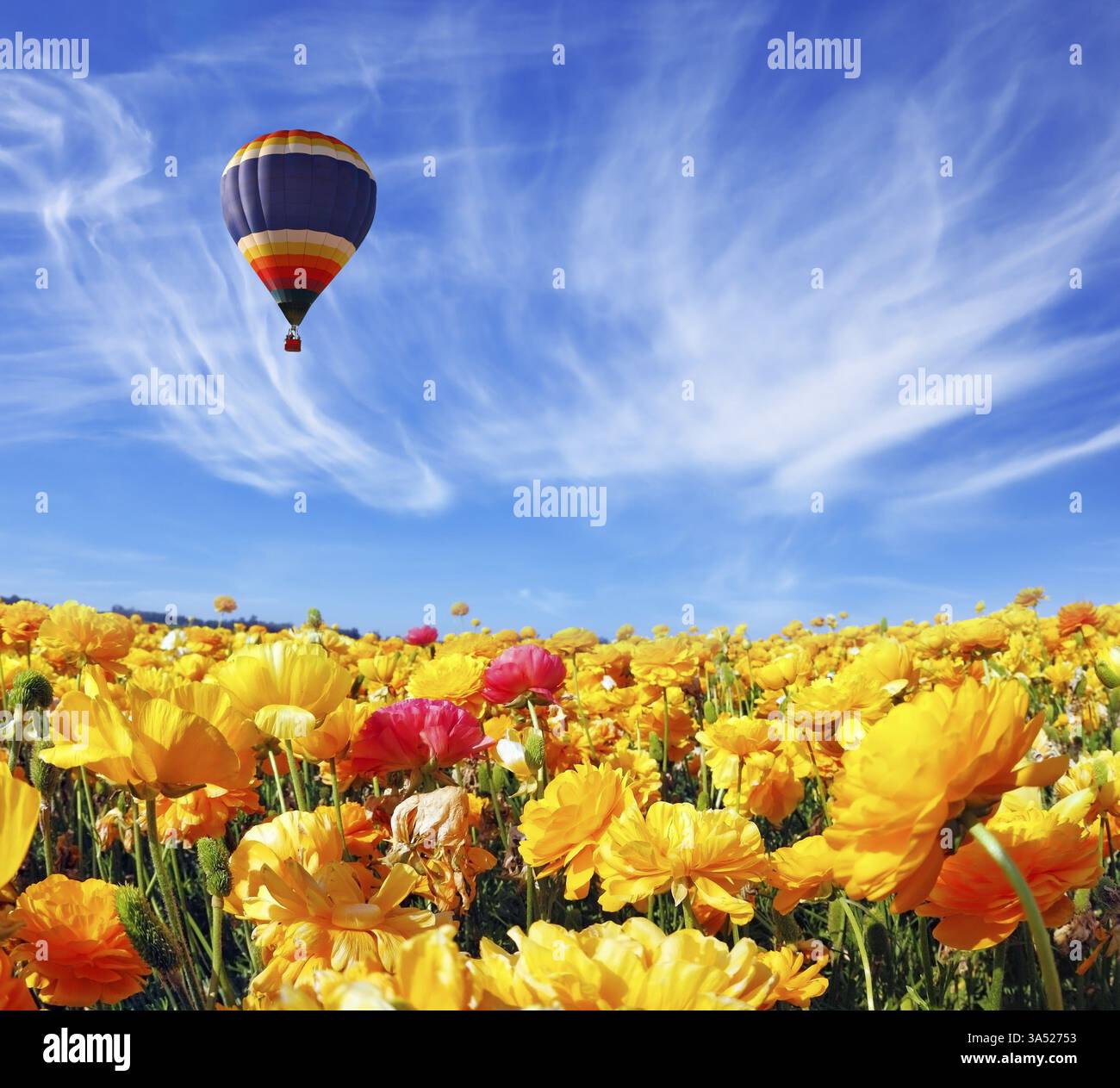 Beautiful spring weather, beautiful big balloon flies over the field ...