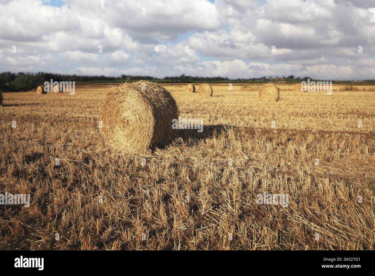 Stacks of collected wheat. The big yellow field after harvesting ...