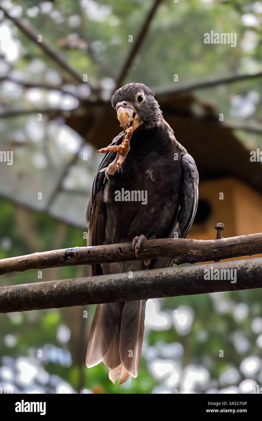 Vertical photo of exotic dark parrot on tree branch cleans paws with ...