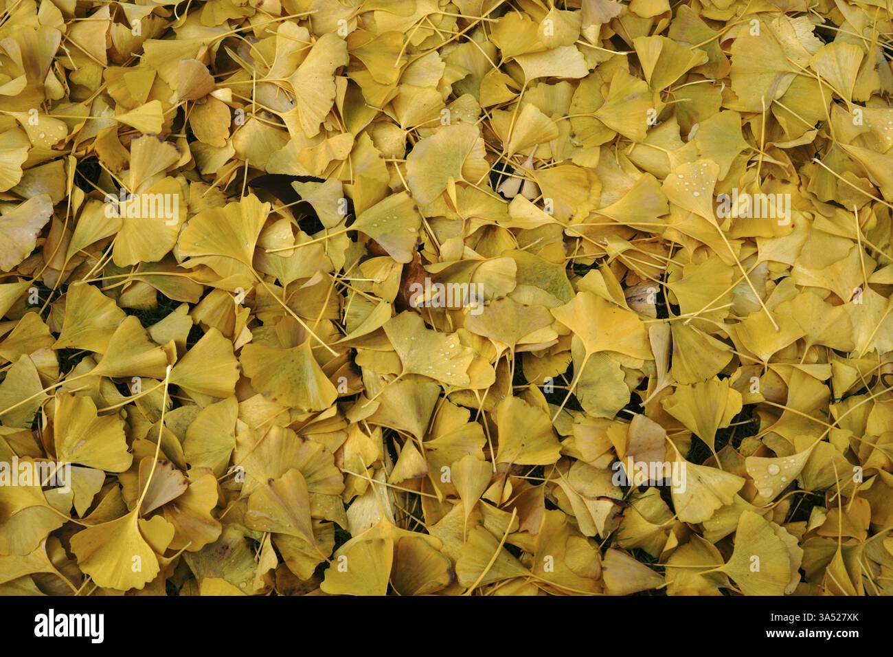 The fallen yellow leaves of a ginkgo tree in autumn Stock Photo - Alamy