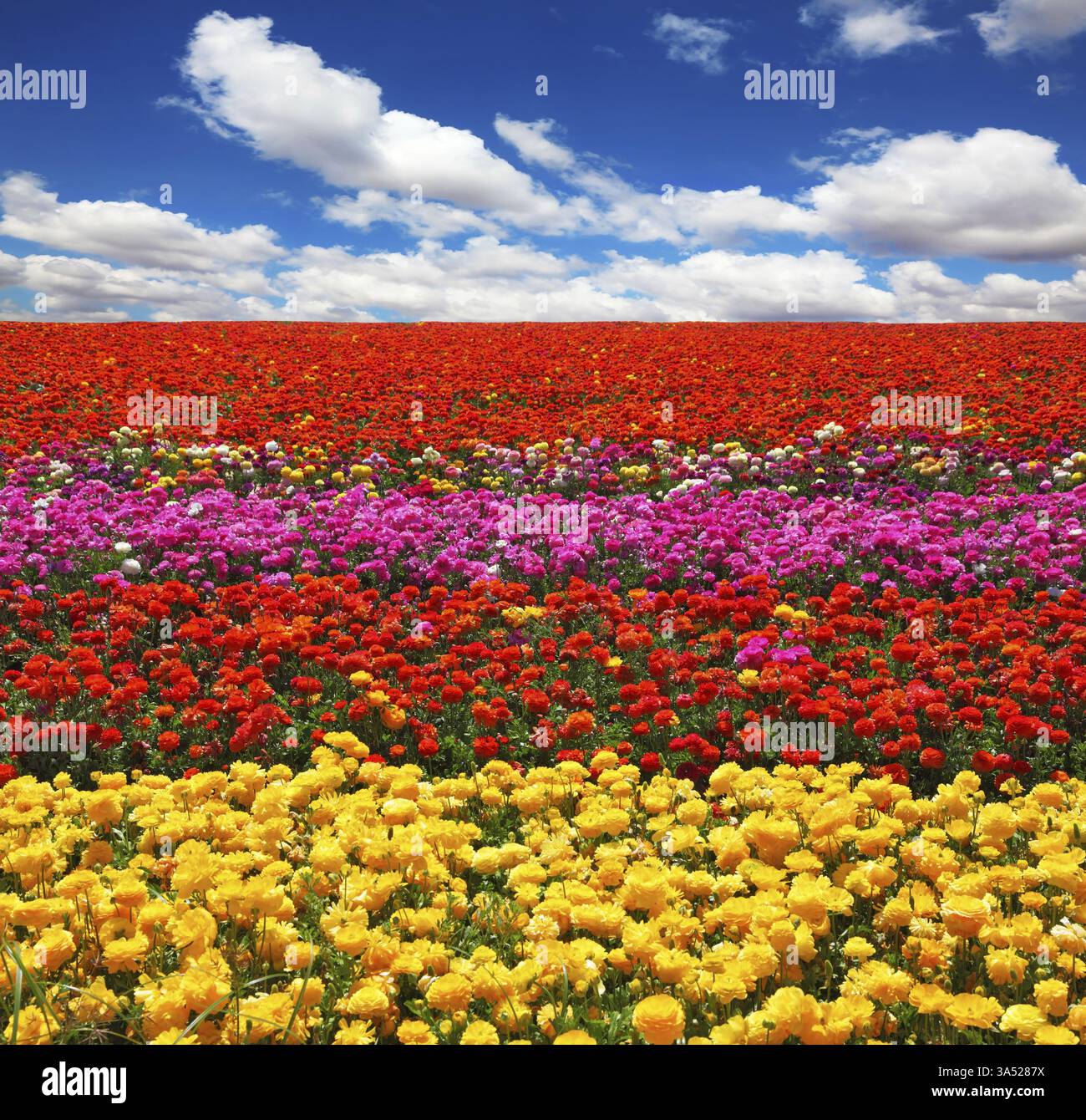 Flowers planted with broad bands of bright colors - red, yellow and ...