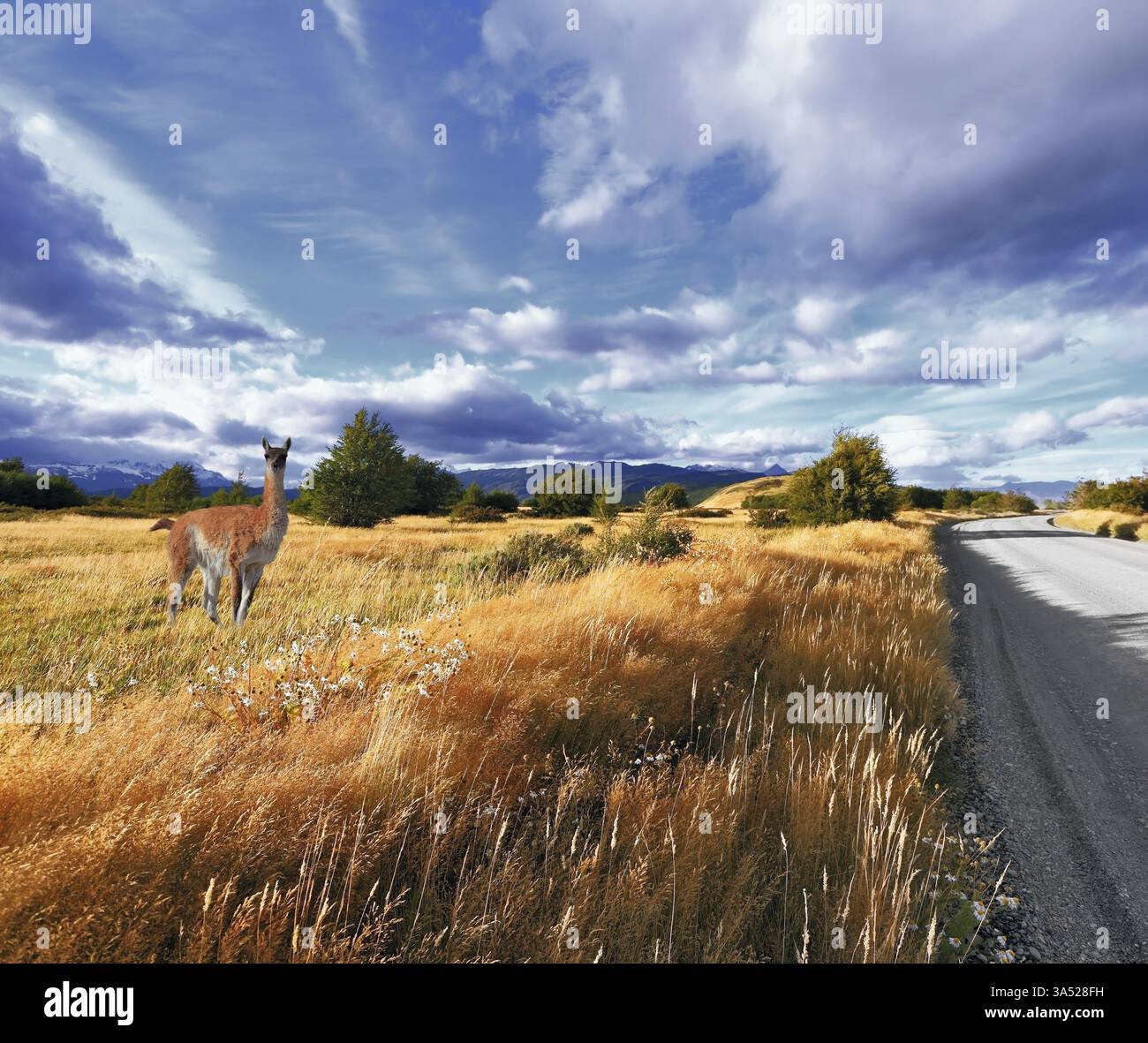 Agriculture field lit yellow-orange rays of sunset. Graceful guanaco on ...