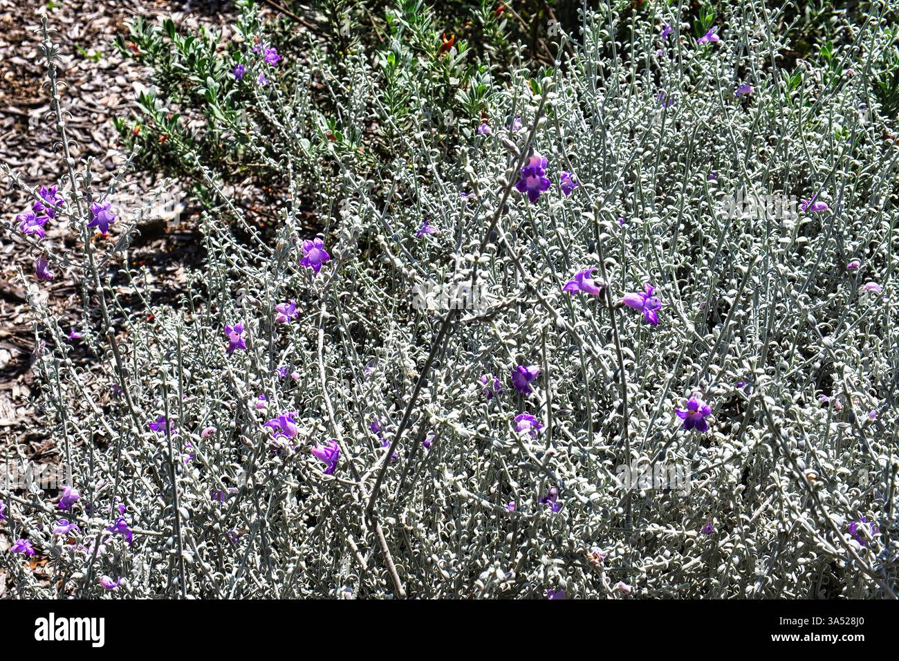 Purple flowers and leaves of Eromophilia delisseri (Nullarbor Emu Bush ...