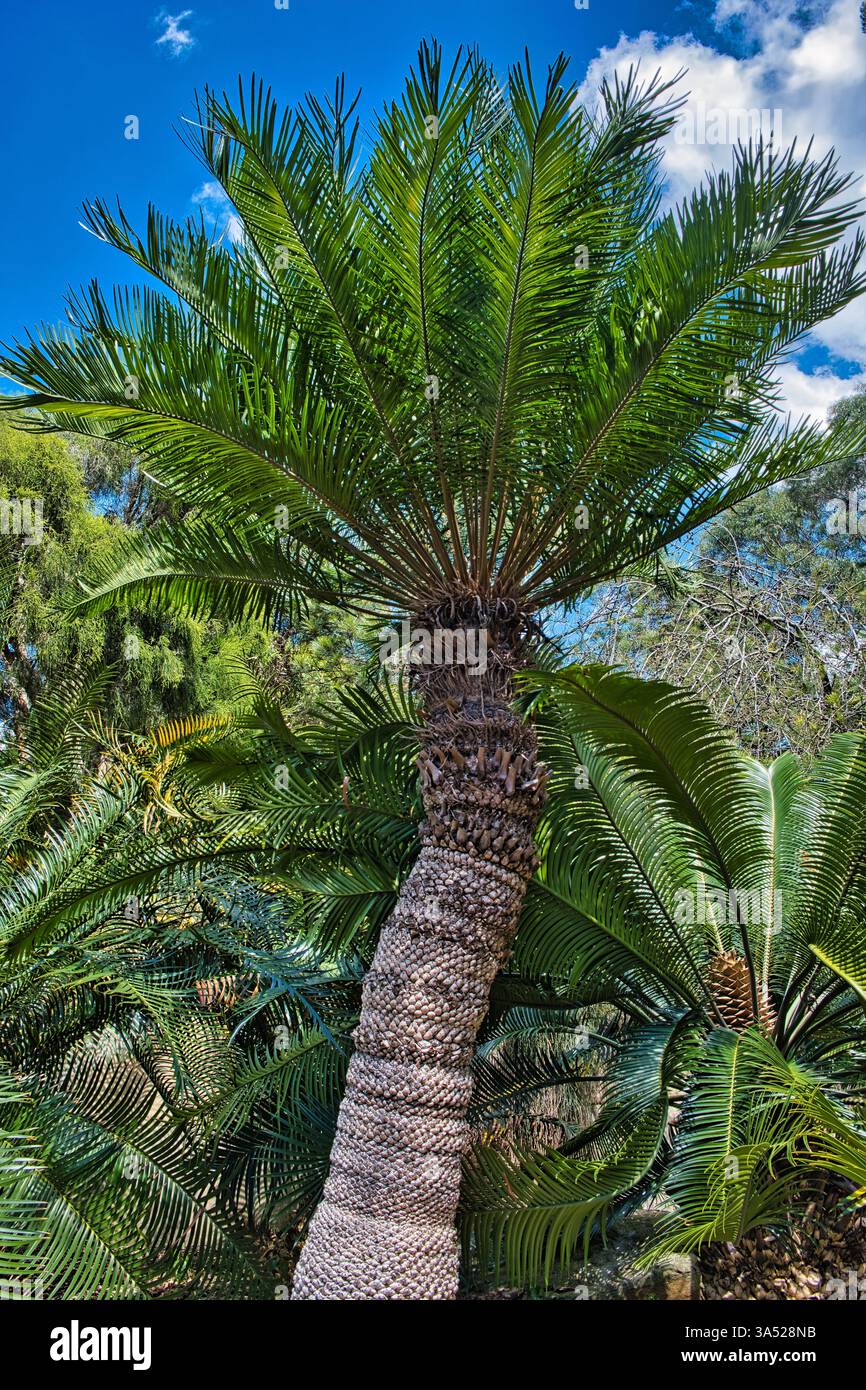 Cycad trees hi-res stock photography and images - Alamy