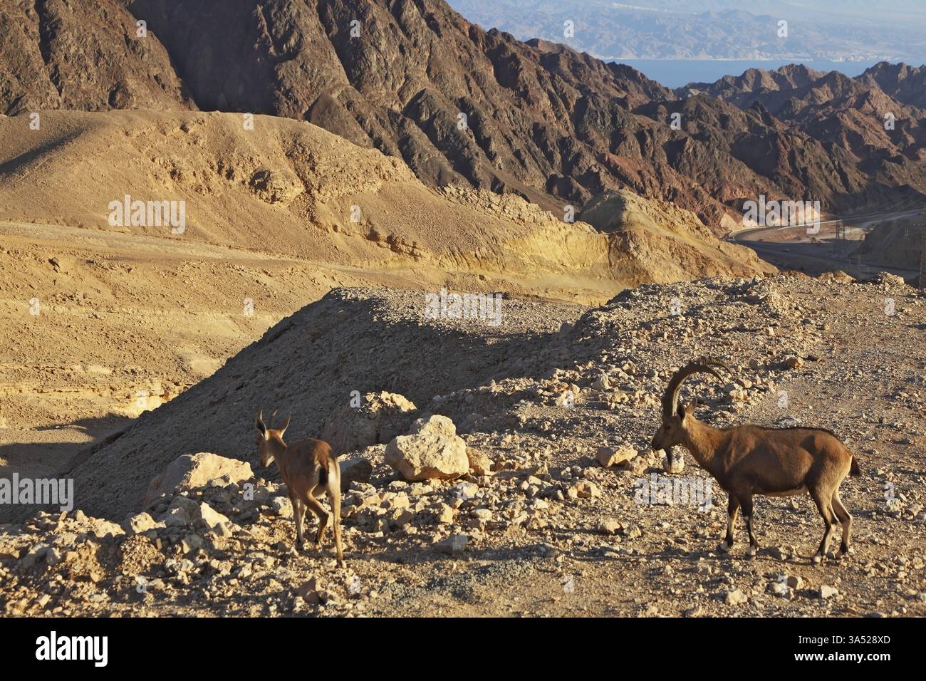Family of wild mountain goats in magnificent stone desert. Israel ...