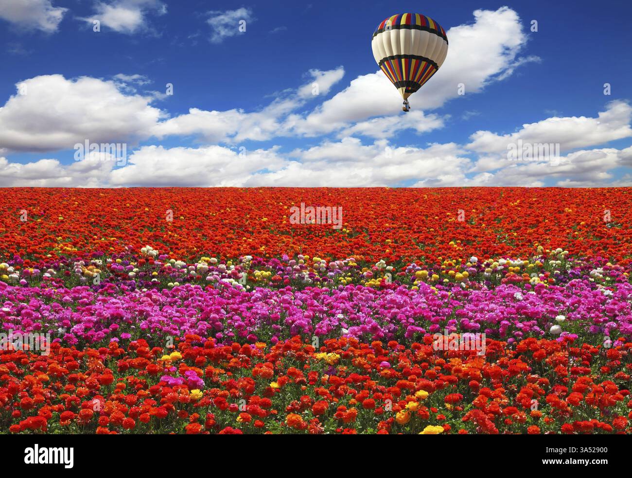 The huge balloon flying over colorful floral field. Flowers and seeds ...