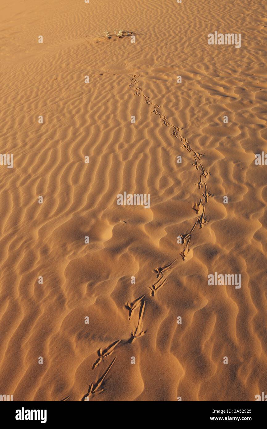 The chain of bird footprints in the sand. Early morning on the orange ...
