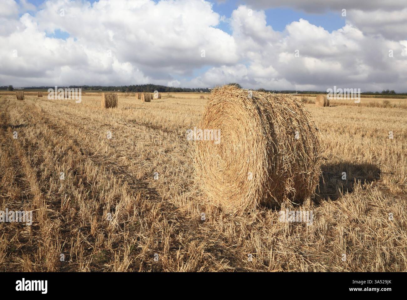 Stacks of collected wheat. The big yellow field after harvesting ...