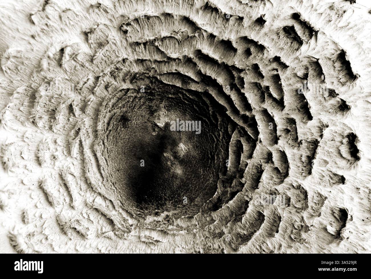 False death cap Stock Photo - Alamy