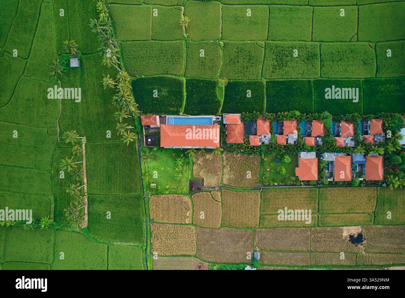 An aerial view of buildings in a rice field. A hotel complex with ...
