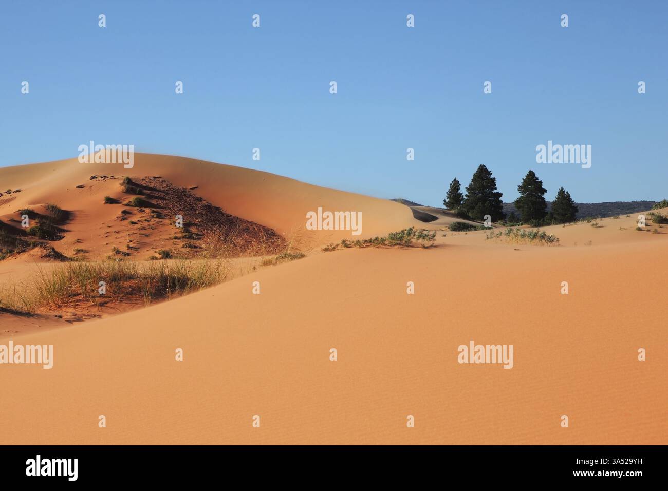 Roundish forms of orange, yellow both pink sandy dunes and four small ...