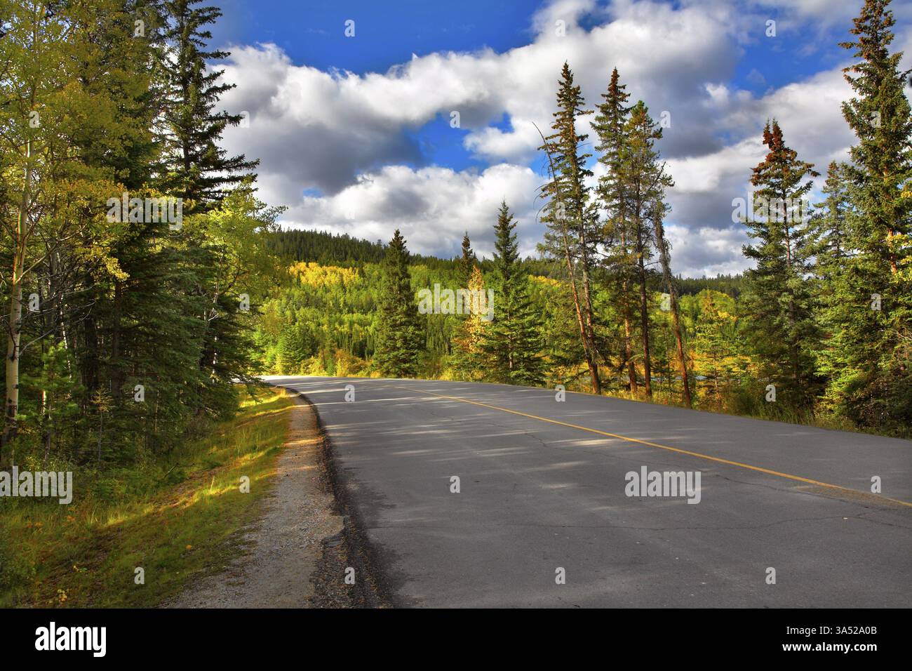 Avenue from fur trees hi-res stock photography and images - Alamy