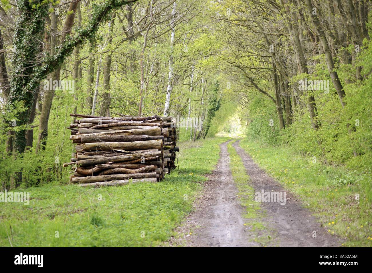 A pile of tree trunks lies at the edge of a forest path Stock Photo - Alamy