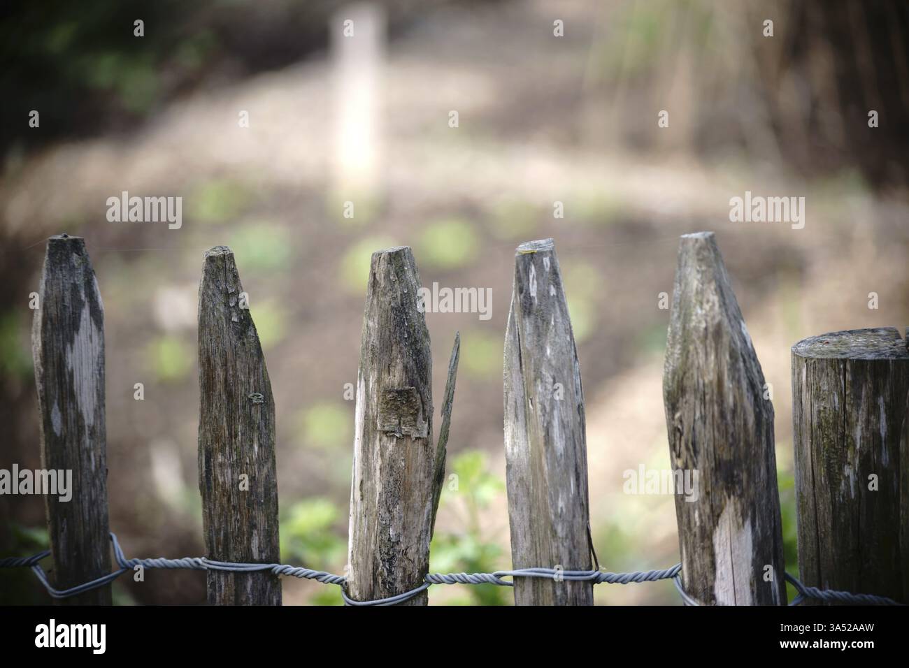 The sharpened ends of wooden stakes of a garden fence tied together ...