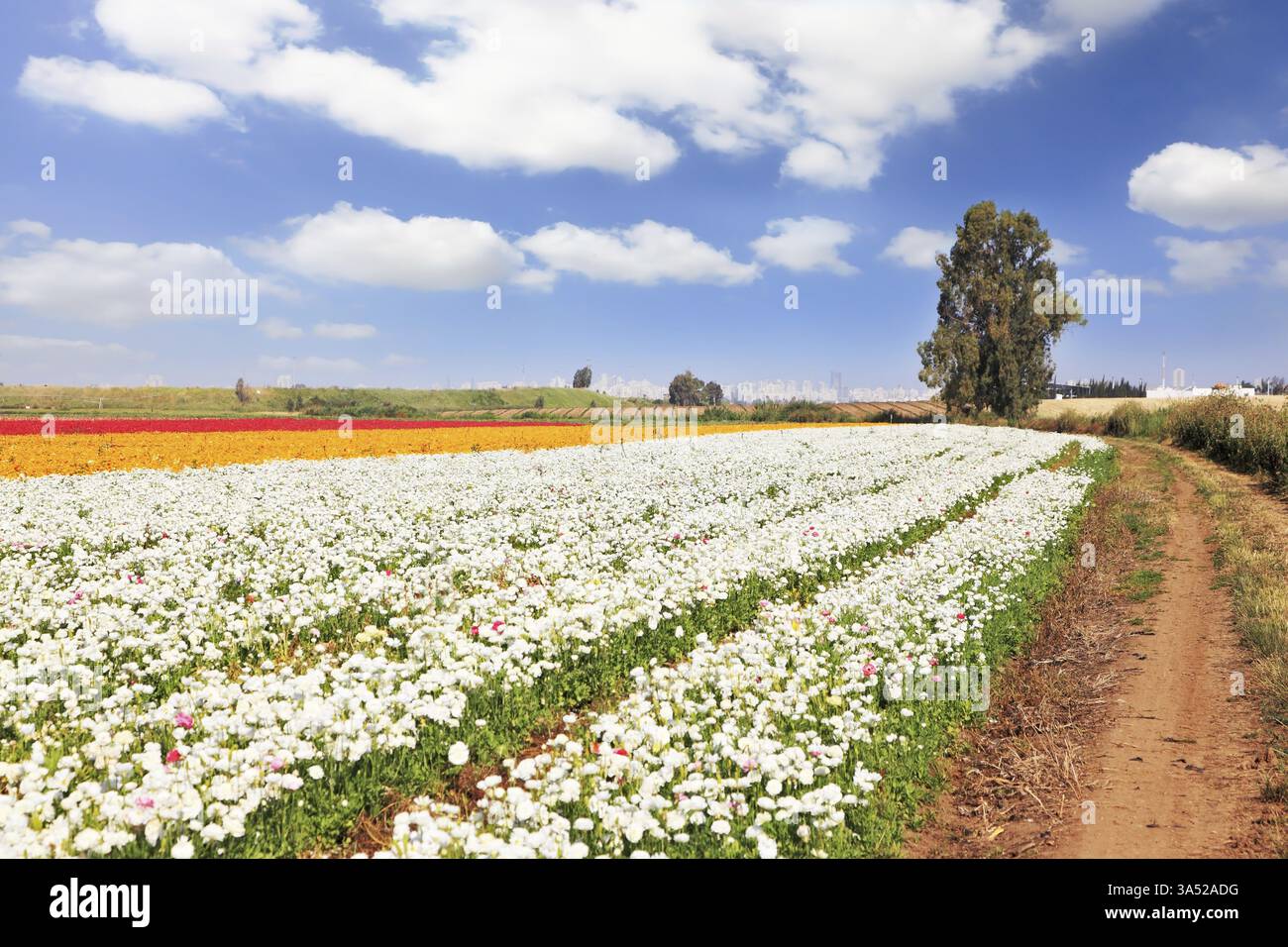 The magnificent garden buttercups. The boundless field under yellow and ...