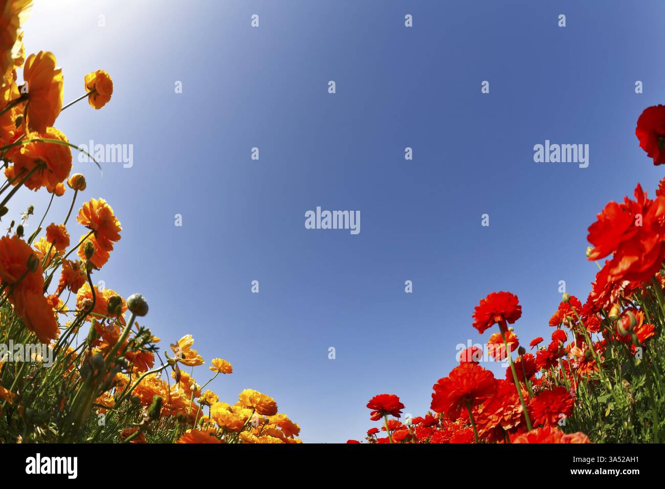 Magnificent field of yellow and red buttercups on a sunset ...