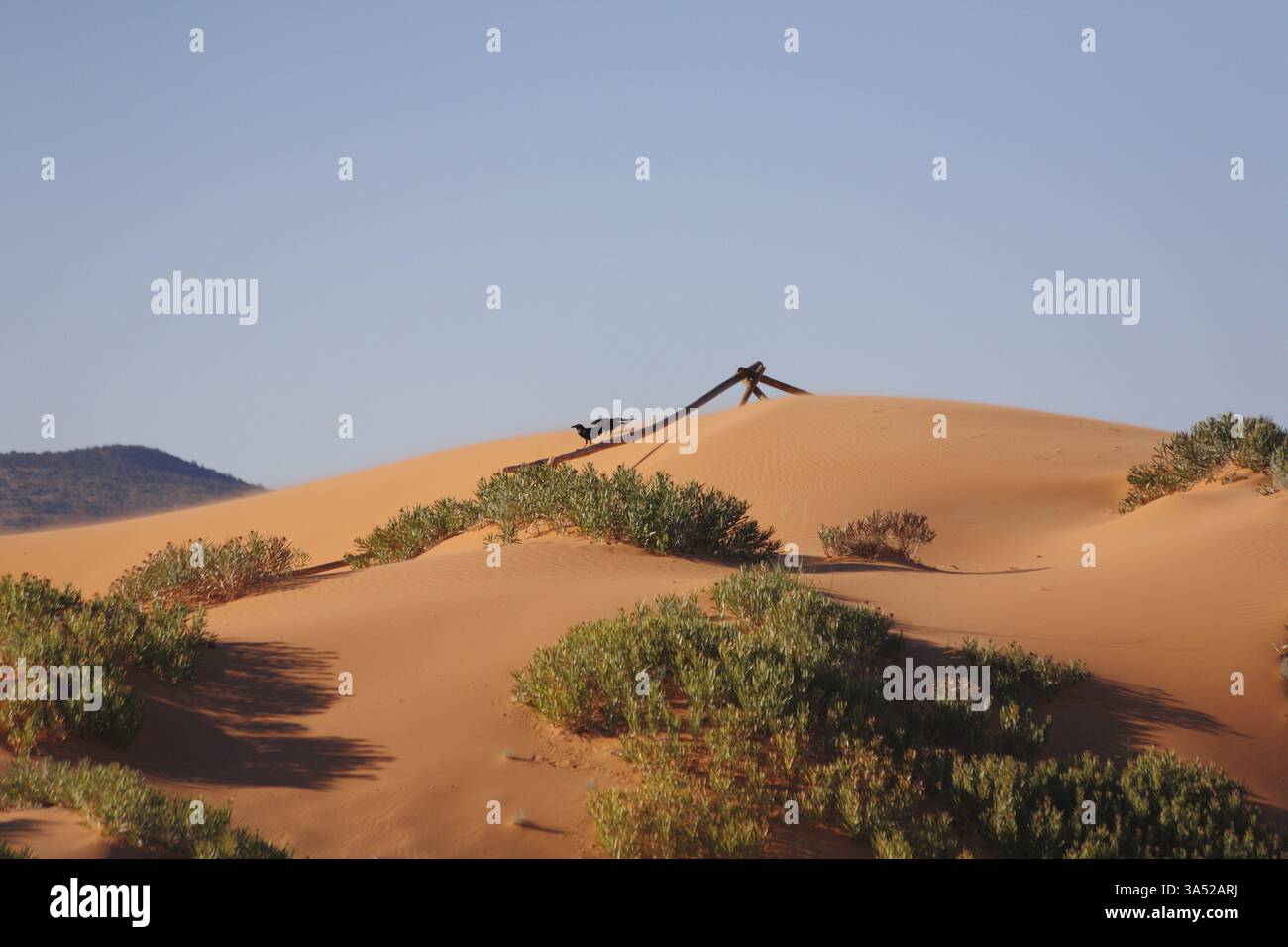 Yellow sand dunes and a homemade fence of sticks for the detention of ...