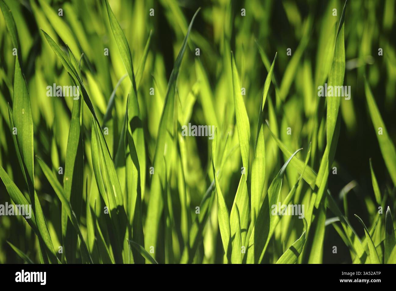 The close-up of blades of grass in the backlight, which are flooded ...