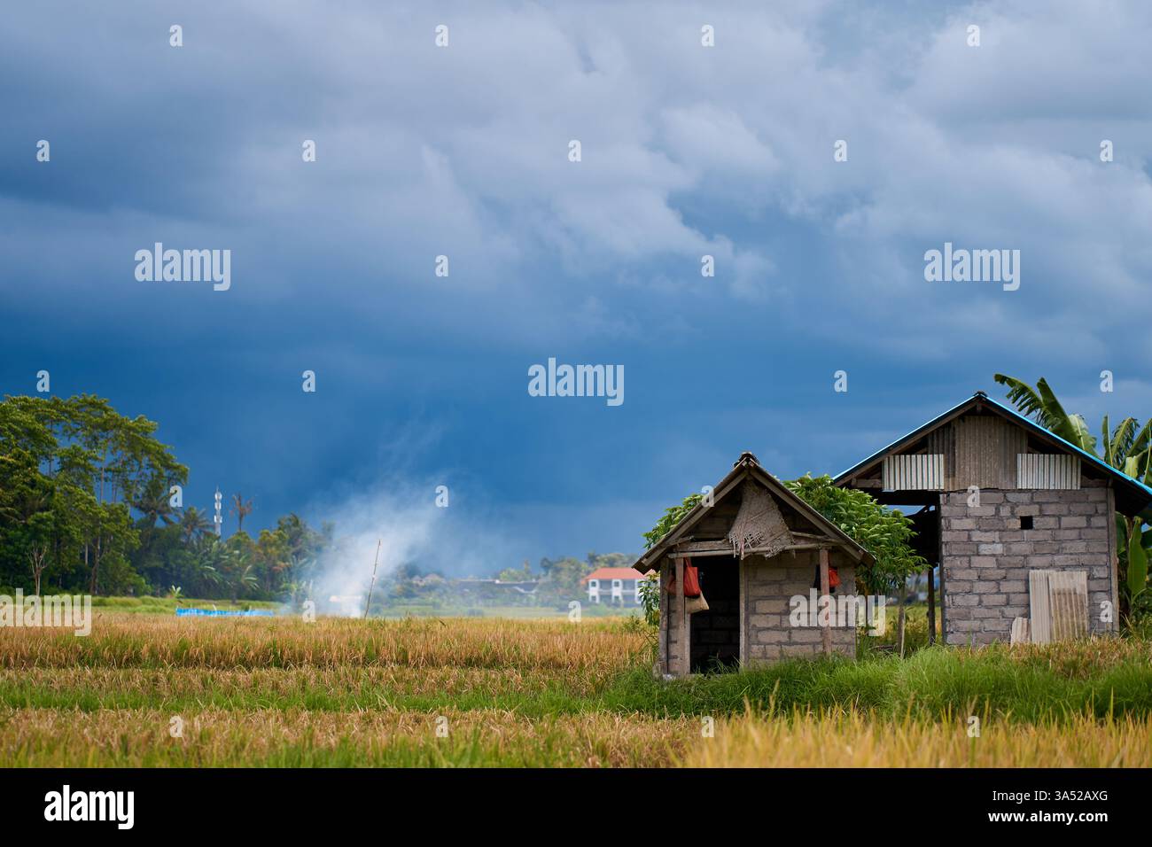 An old small hut for workers stands in a rice field. The weather before ...