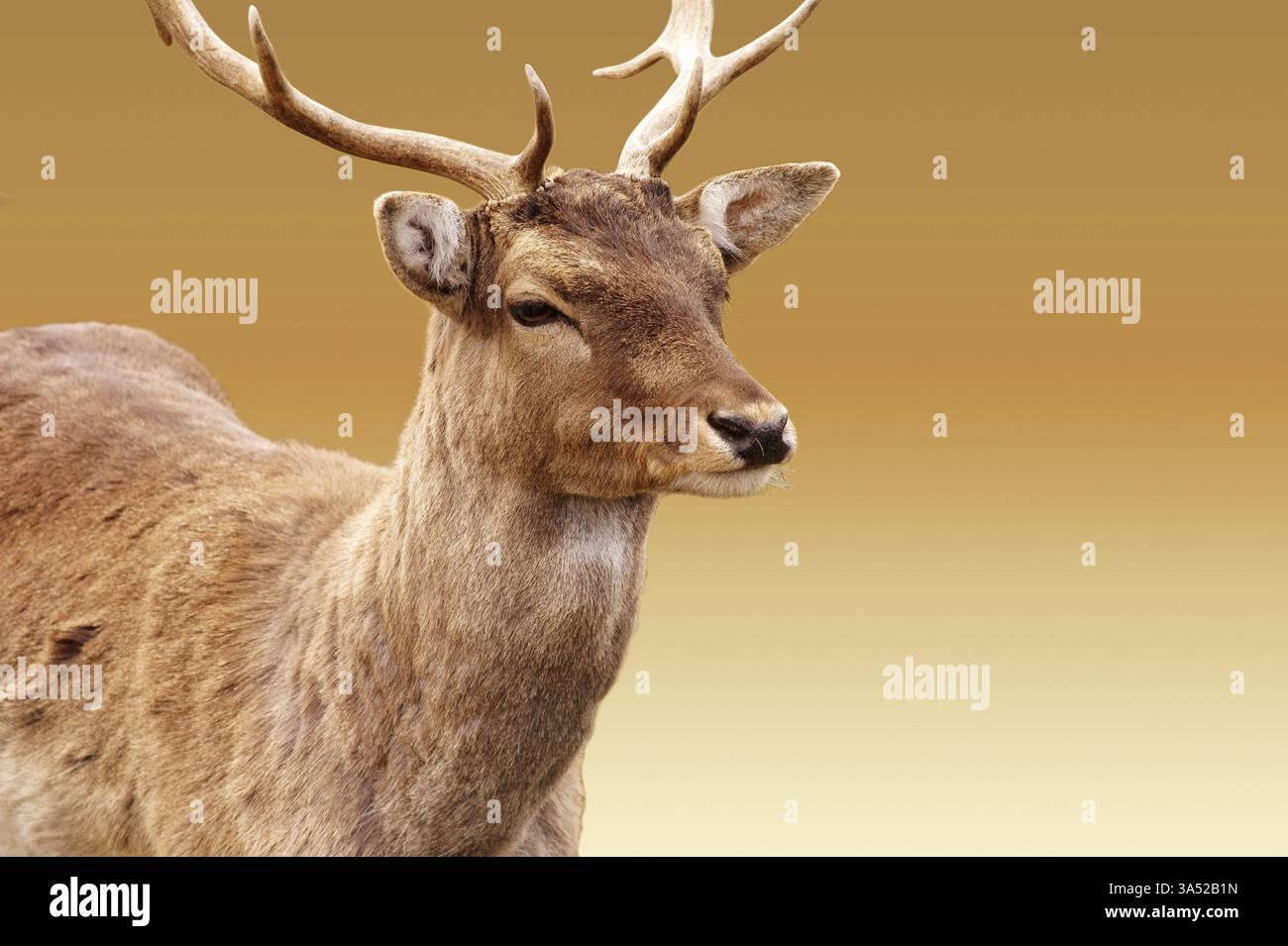 The close-up and the head portrait of a cropped stag Stock Photo - Alamy
