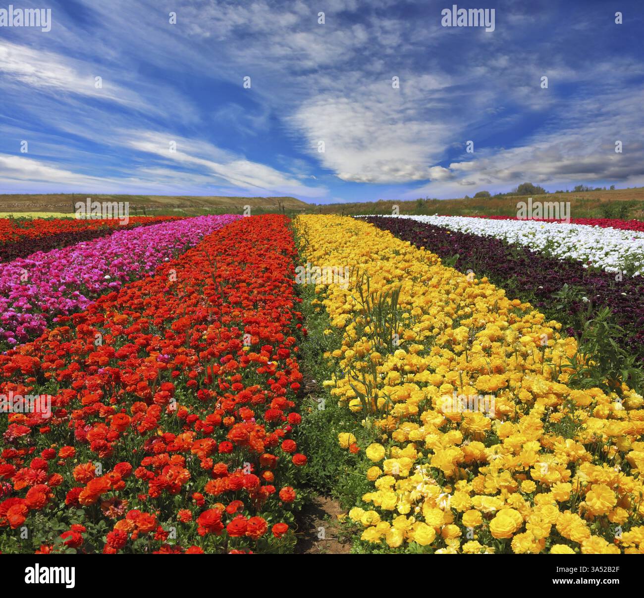Garden buttercups /ranunculus/ bloom bright contrasting colors ...