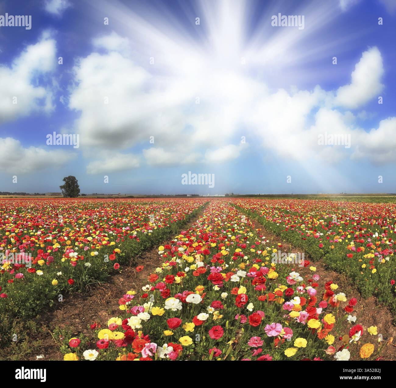 Shining sharp rays of the sun illuminate the kibbutz field Stock Photo ...