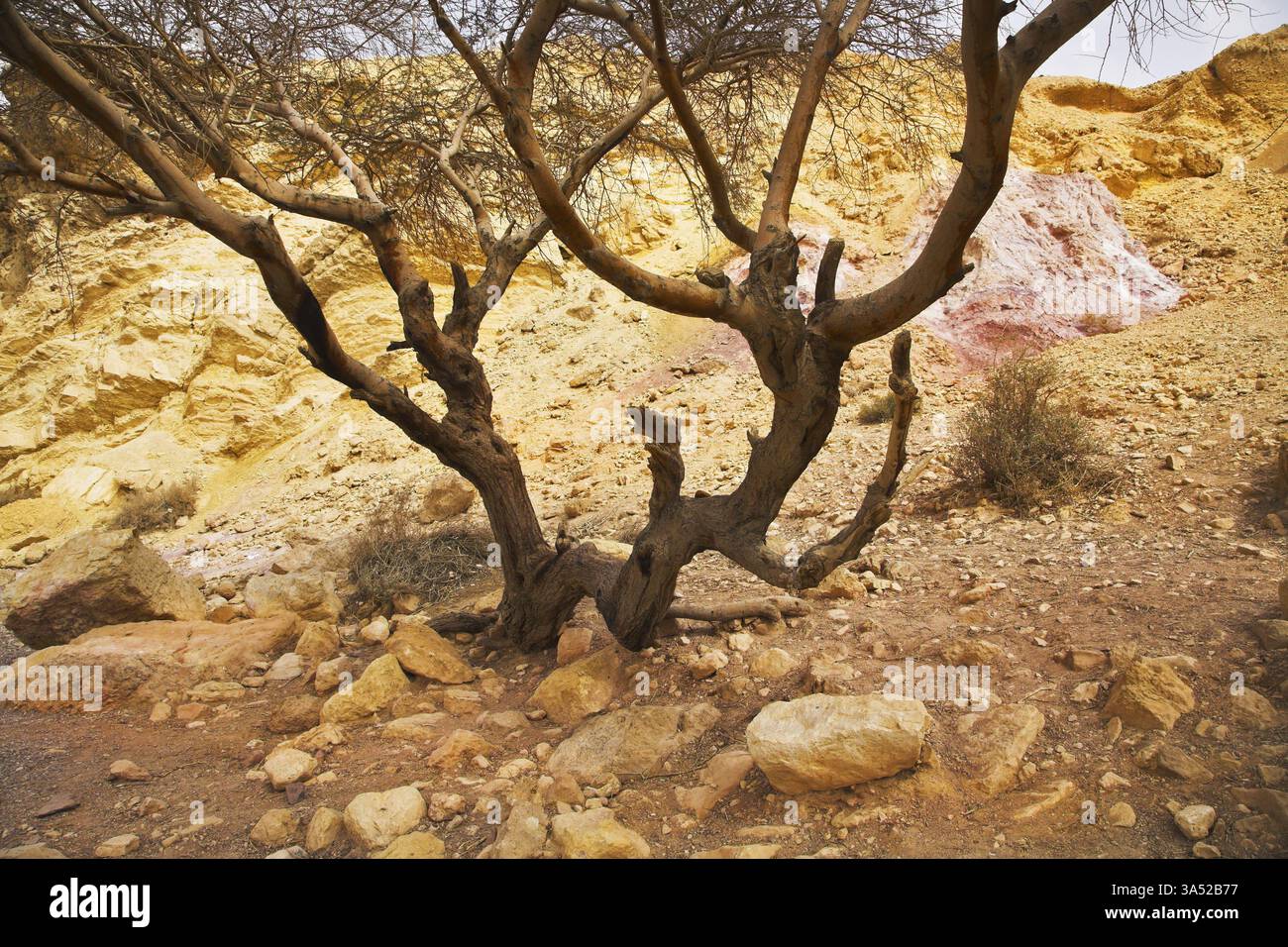 Ancient mountains and dry trees in vicinities of Red sea Stock Photo ...