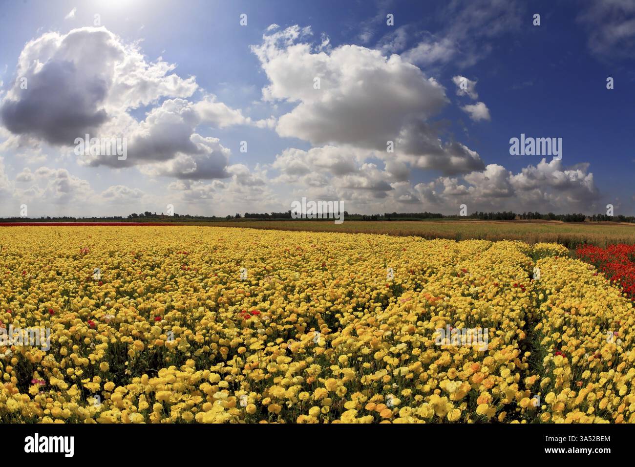 Spring in Israel. Picturesque field of bright yellow buttercups ...