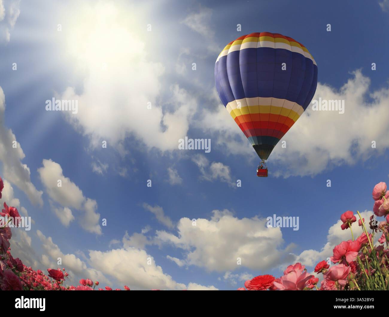 Field with blooming pink buttercups. Flying over flowers huge ...